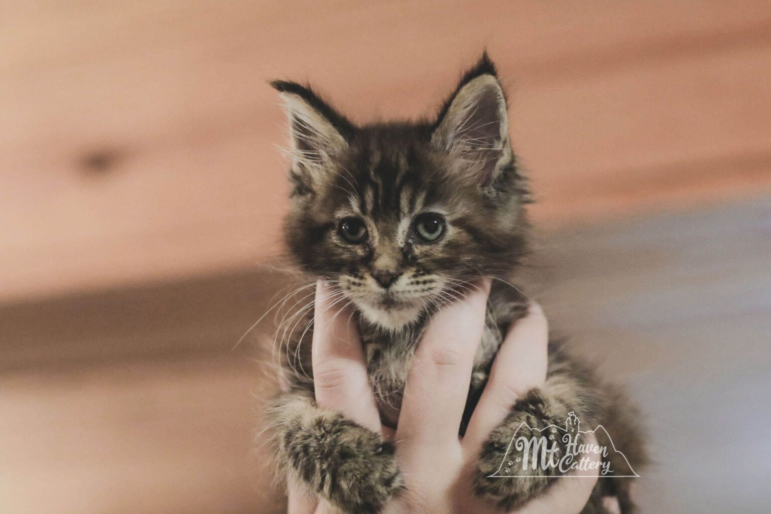 How expensive are Maine Coon cats? - Mount Haven Cattery